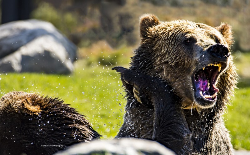 Grizzly Slap | Shutterbug